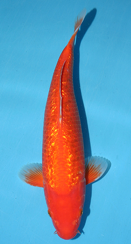 Koi.com -Koi Details - Ginrin Benigoi