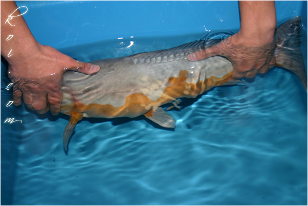 Koi.com -Koi Details - Doitsu Ochiba