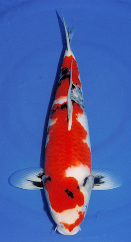 Koi.com -Koi Details - Sakai Showa