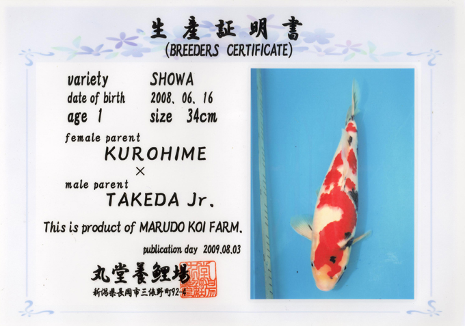 Koi.com -Koi Details - Inazuma Showa