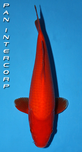 Koi.com -Koi Details - Benigoi