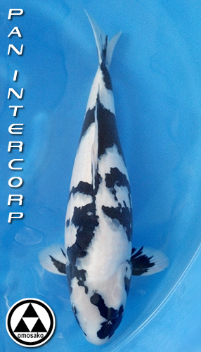 Koi.com -Koi Details - Shiro Utsuri