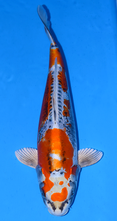 Koi.com -Koi Details - Kin Kikokuryu