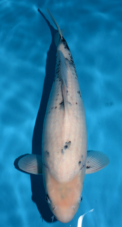 Koi.com -Koi Details - Zebra Jr. No7