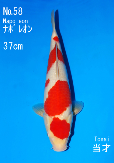Koi.com -Koi Details - Napoleon
