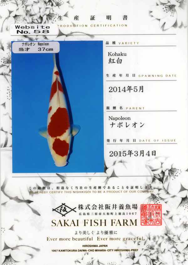 Koi.com -Koi Details - Napoleon