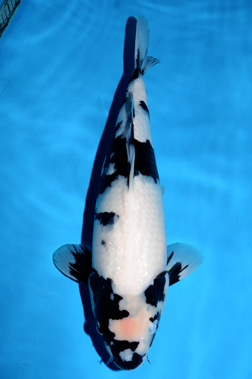 Koi.com -Koi Details - Panda Jr.