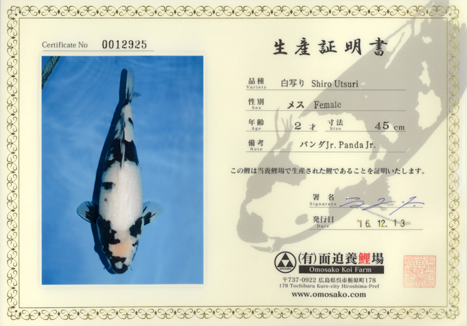 Koi.com -Koi Details - Panda Jr.