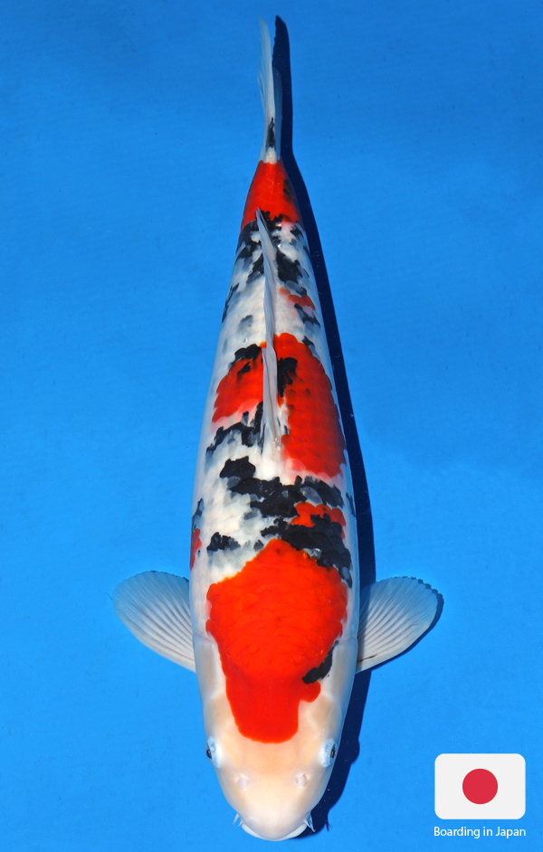 Koi.com -Koi Details - Miss Tokyo